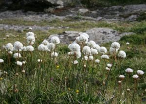 Cap de Roca : Le point le plus occidental de l'Europe continentale